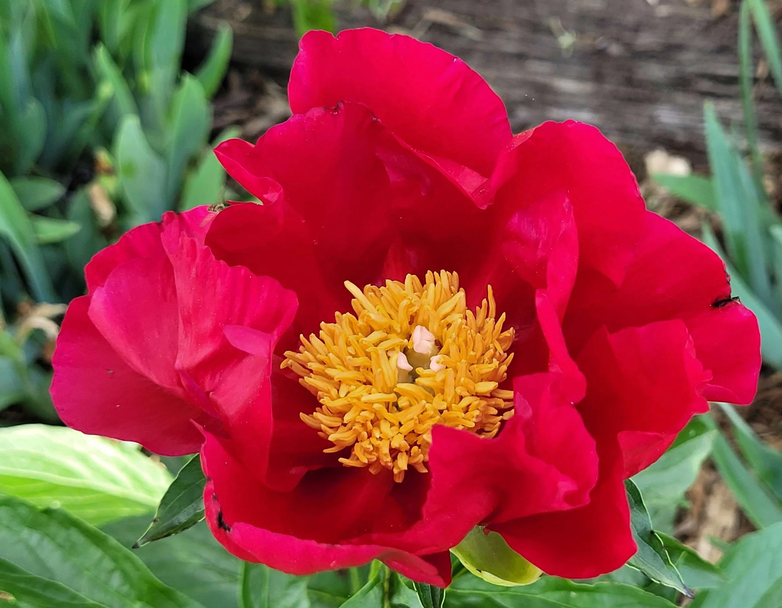 Peonies A-C — Parker's Peony & Perennial Farm