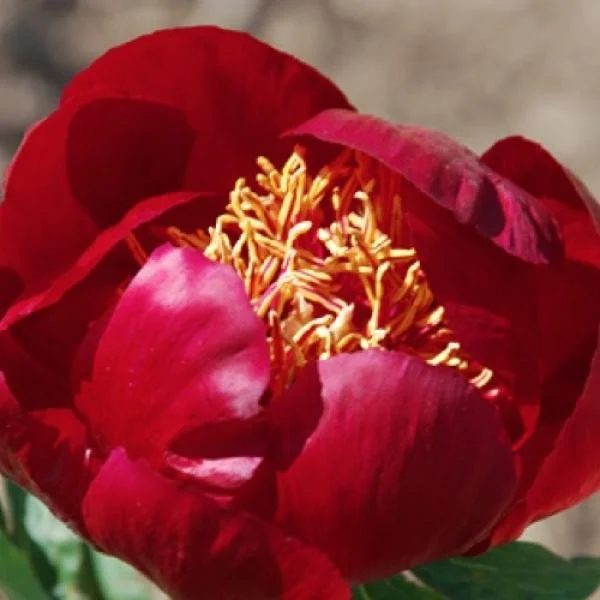 Peonies M-R — Parker's Peony & Perennial Farm