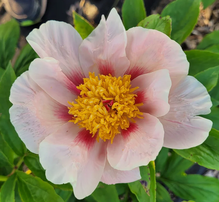 Peonies M-R — Parker's Peony & Perennial Farm
