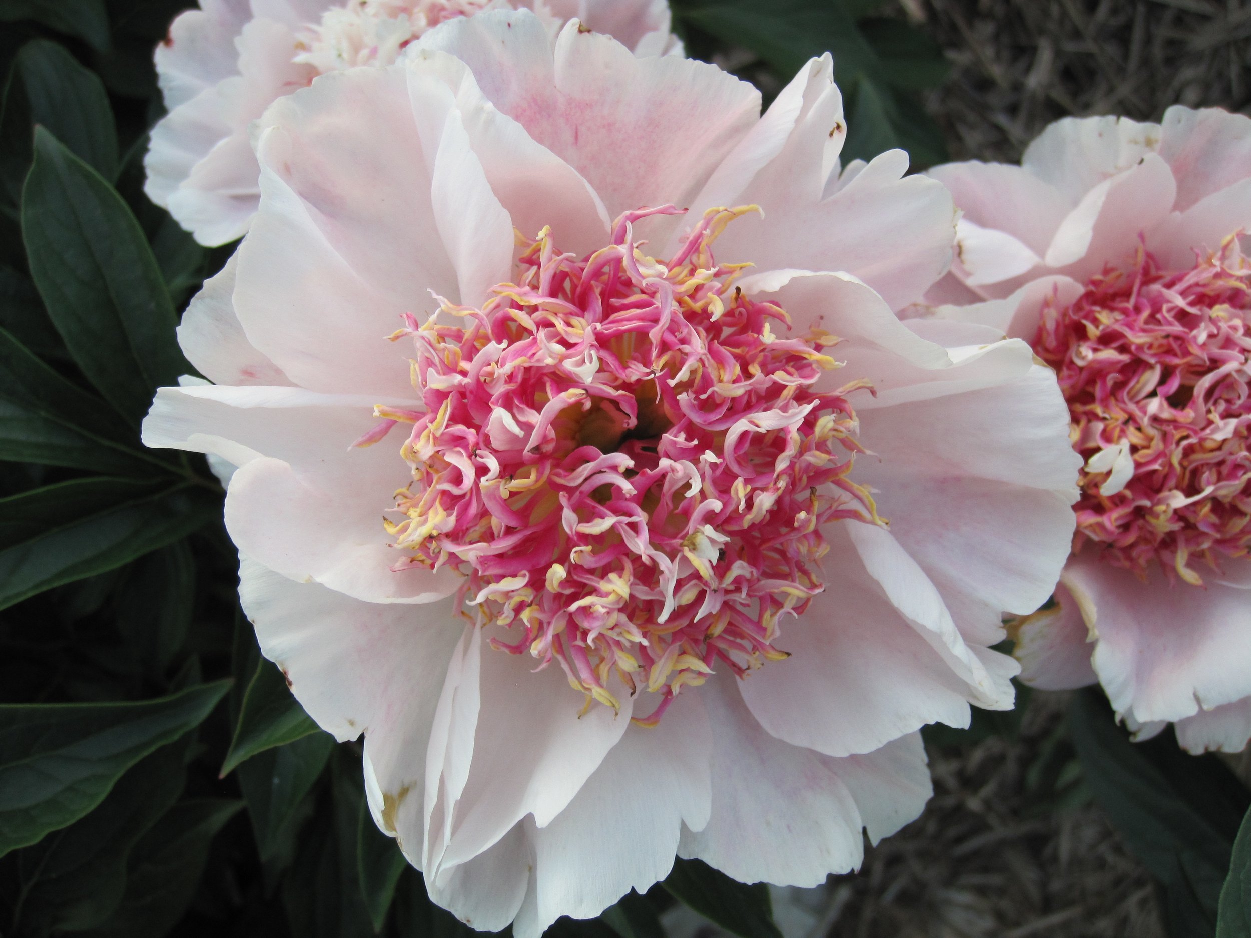 Peonies D-L — Parker's Peony & Perennial Farm