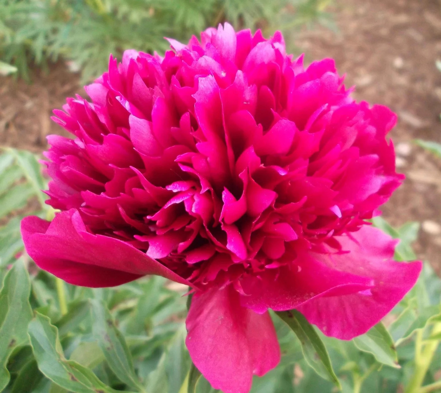 Pictures — Parker's Peony & Perennial Farm