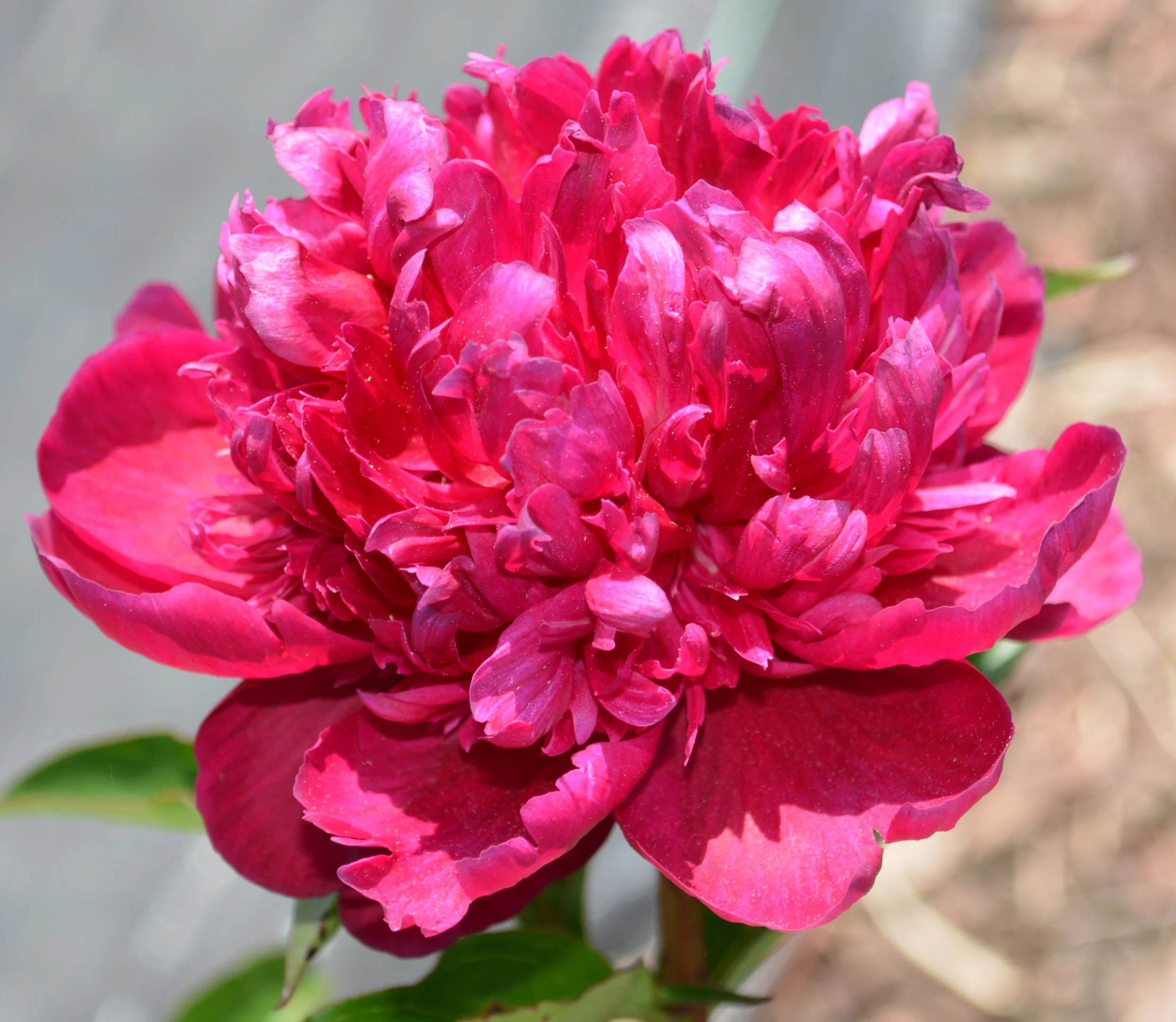 Peonies D-L — Parker's Peony & Perennial Farm
