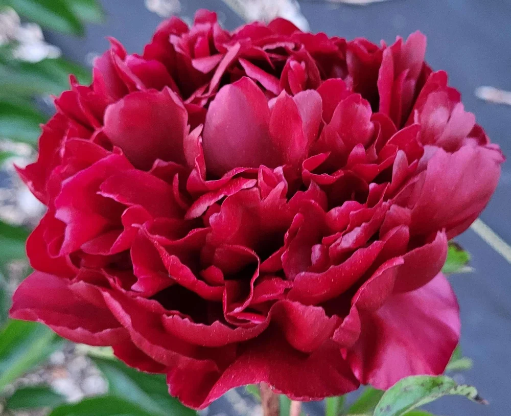 Peonies D-L — Parker's Peony & Perennial Farm