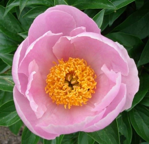 Peonies S-Z — Parker's Peony & Perennial Farm