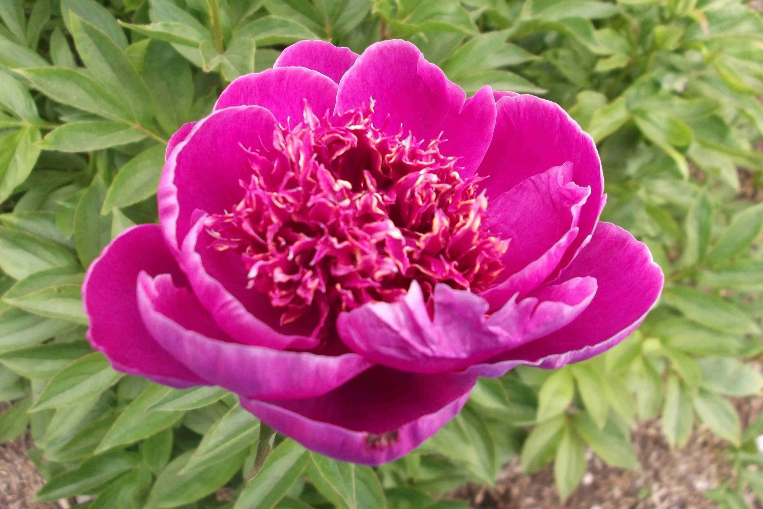 Pictures — Parker's Peony & Perennial Farm