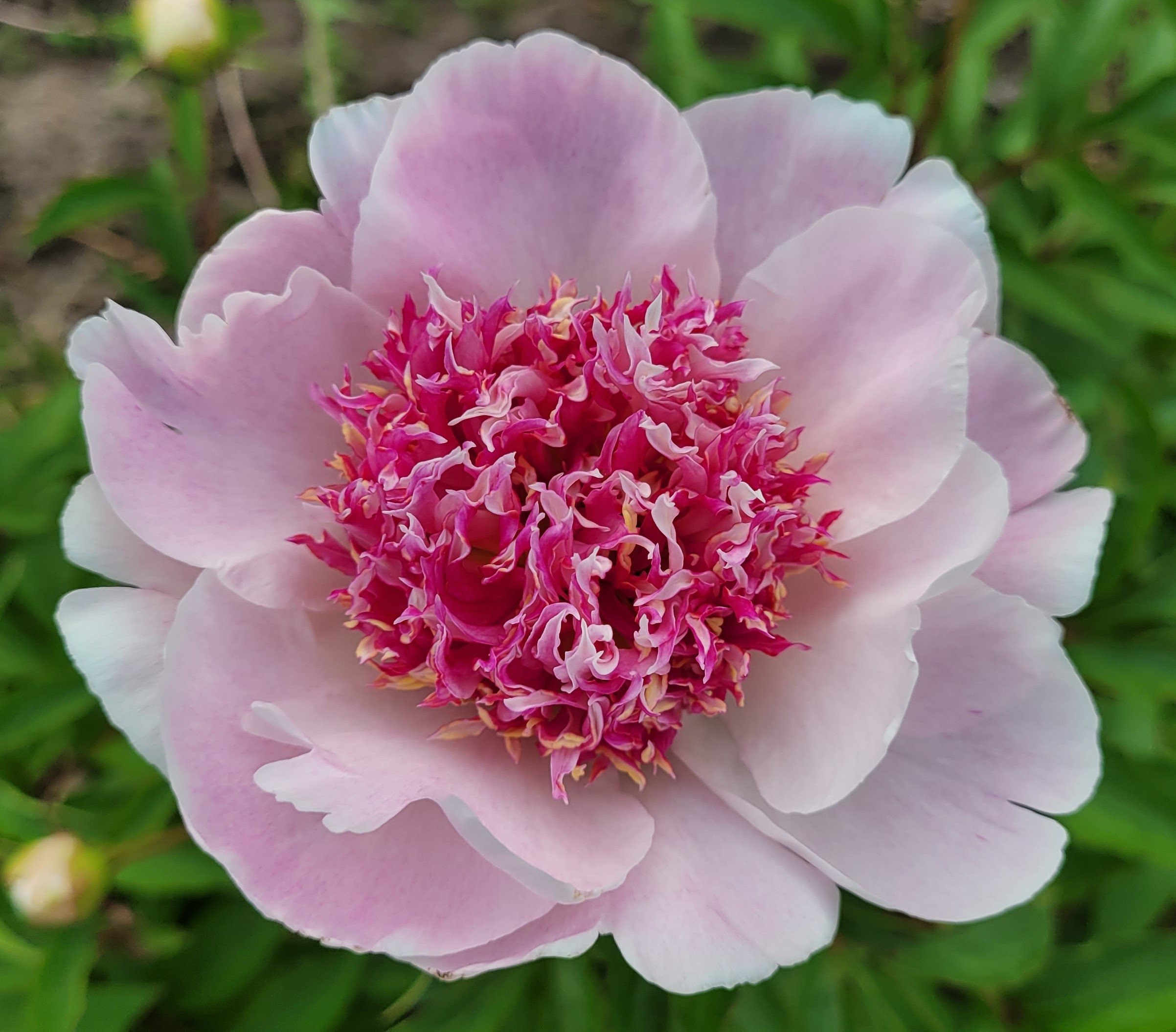Parker's Peony & Perennial Farm