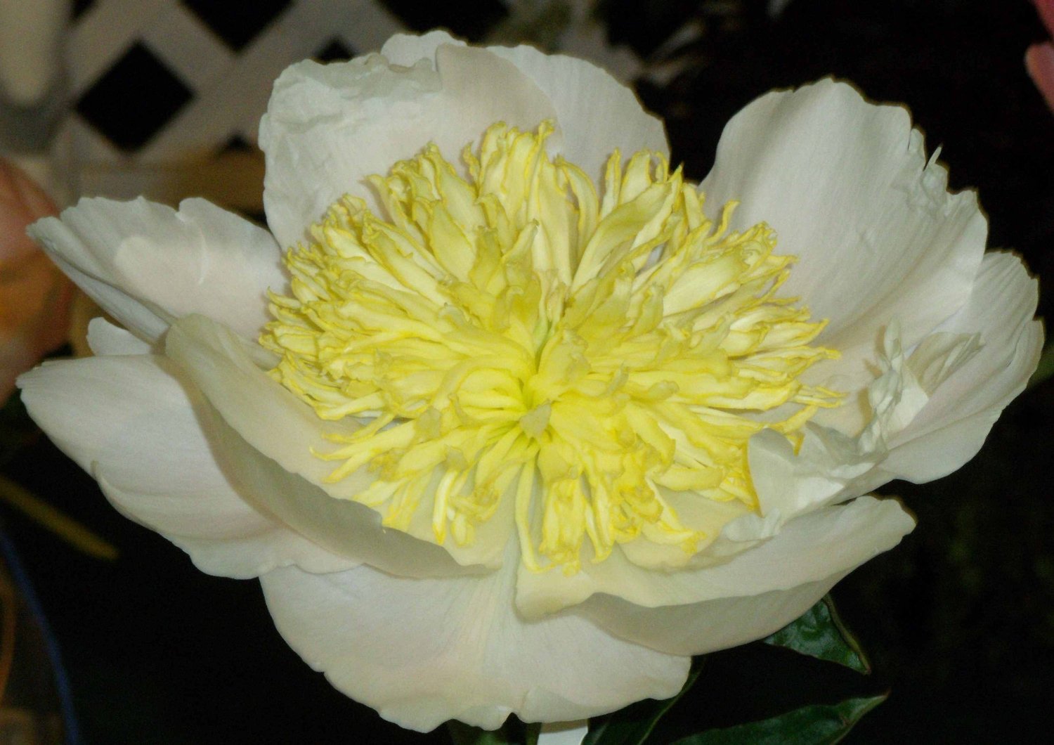 Peonies S-Z — Parker's Peony & Perennial Farm