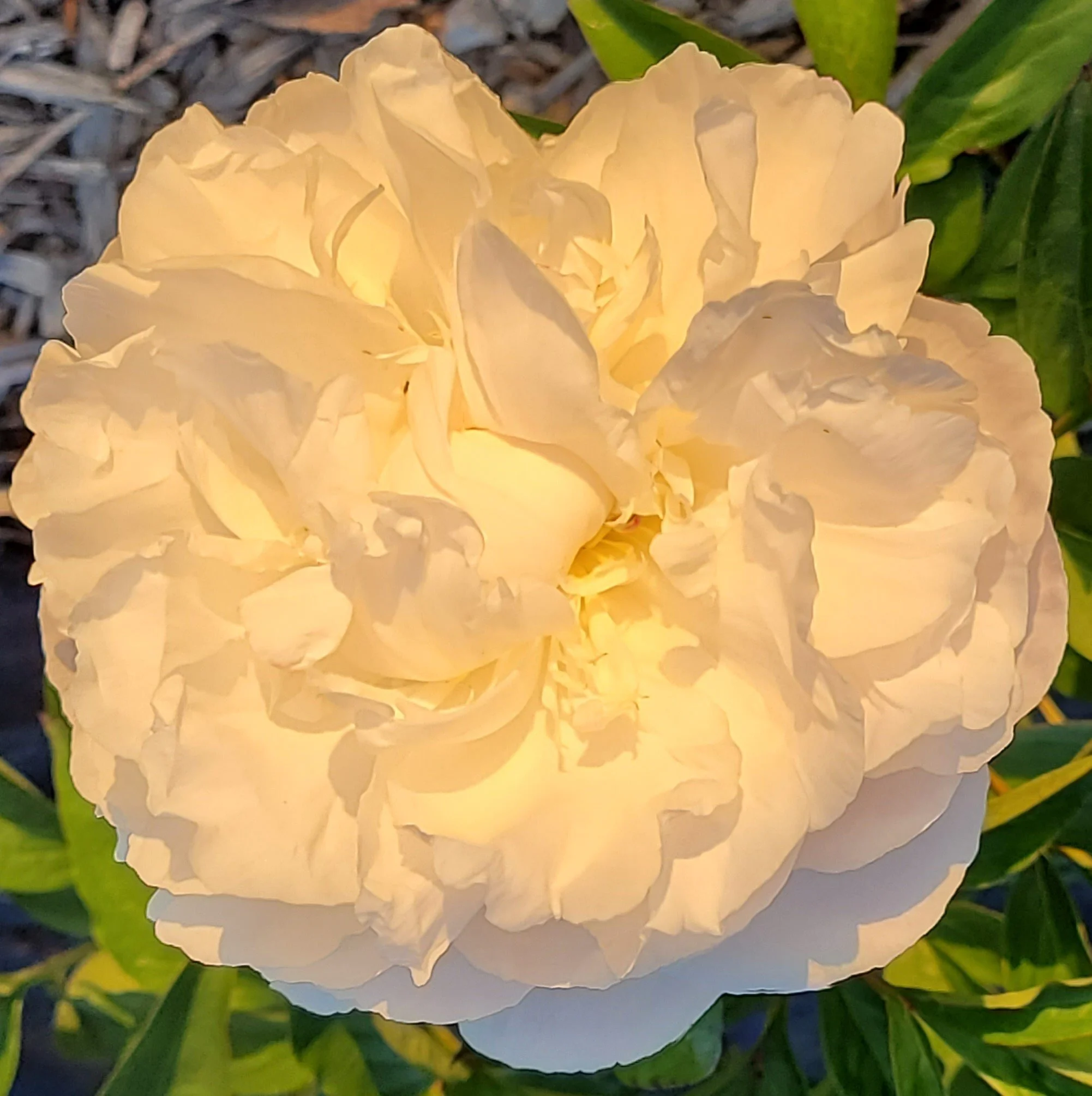 Peonies M-R — Parker's Peony & Perennial Farm