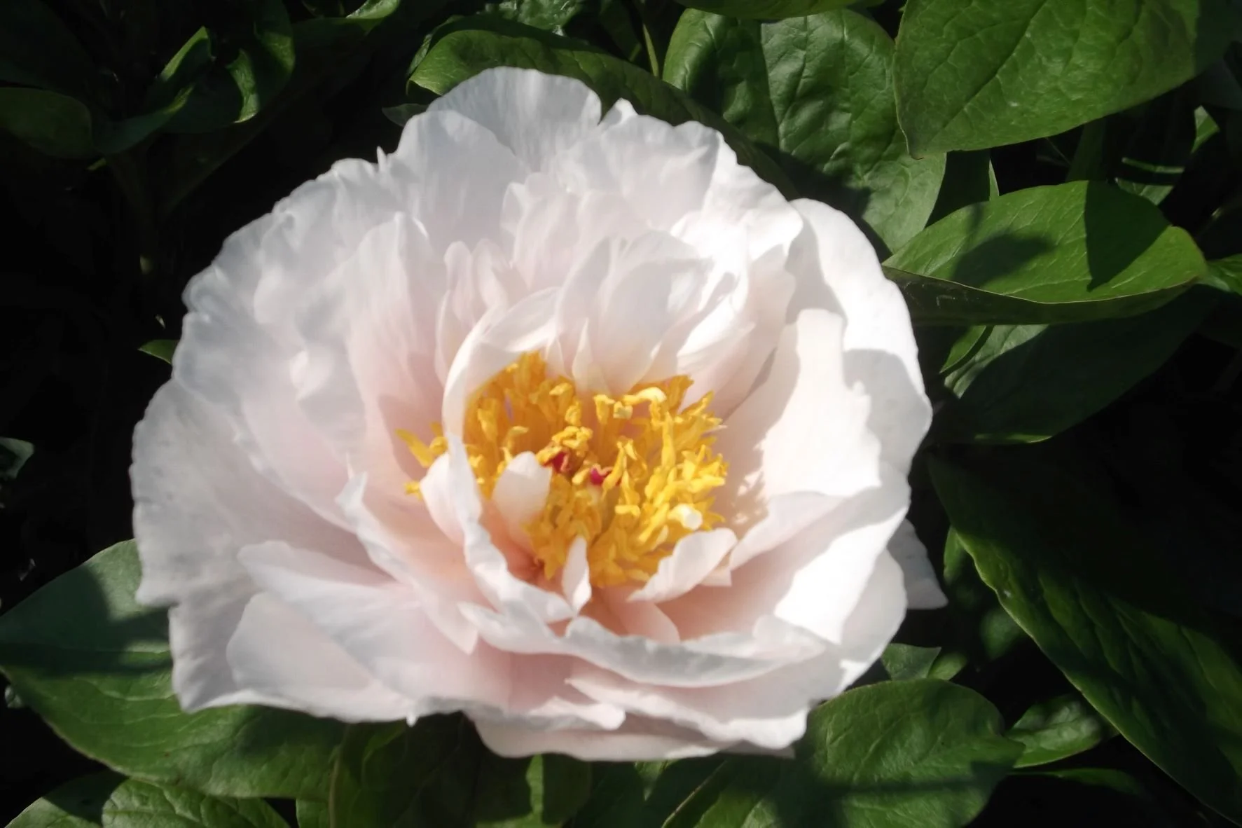 Peonies A-C — Parker's Peony & Perennial Farm