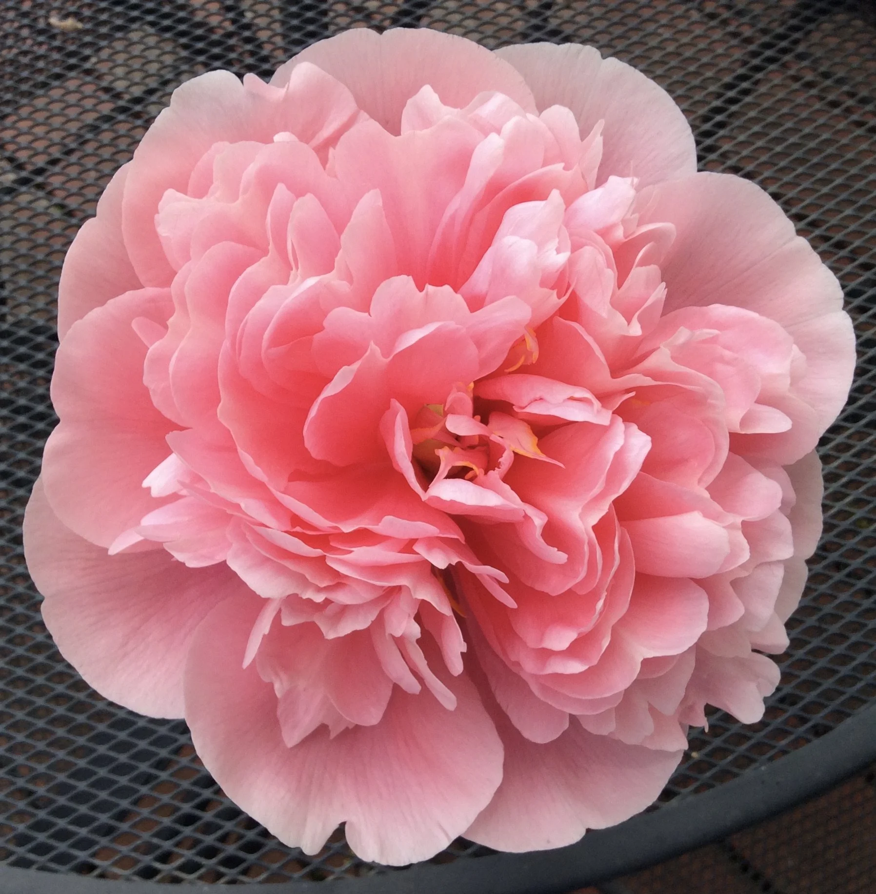 Pictures — Parker's Peony & Perennial Farm