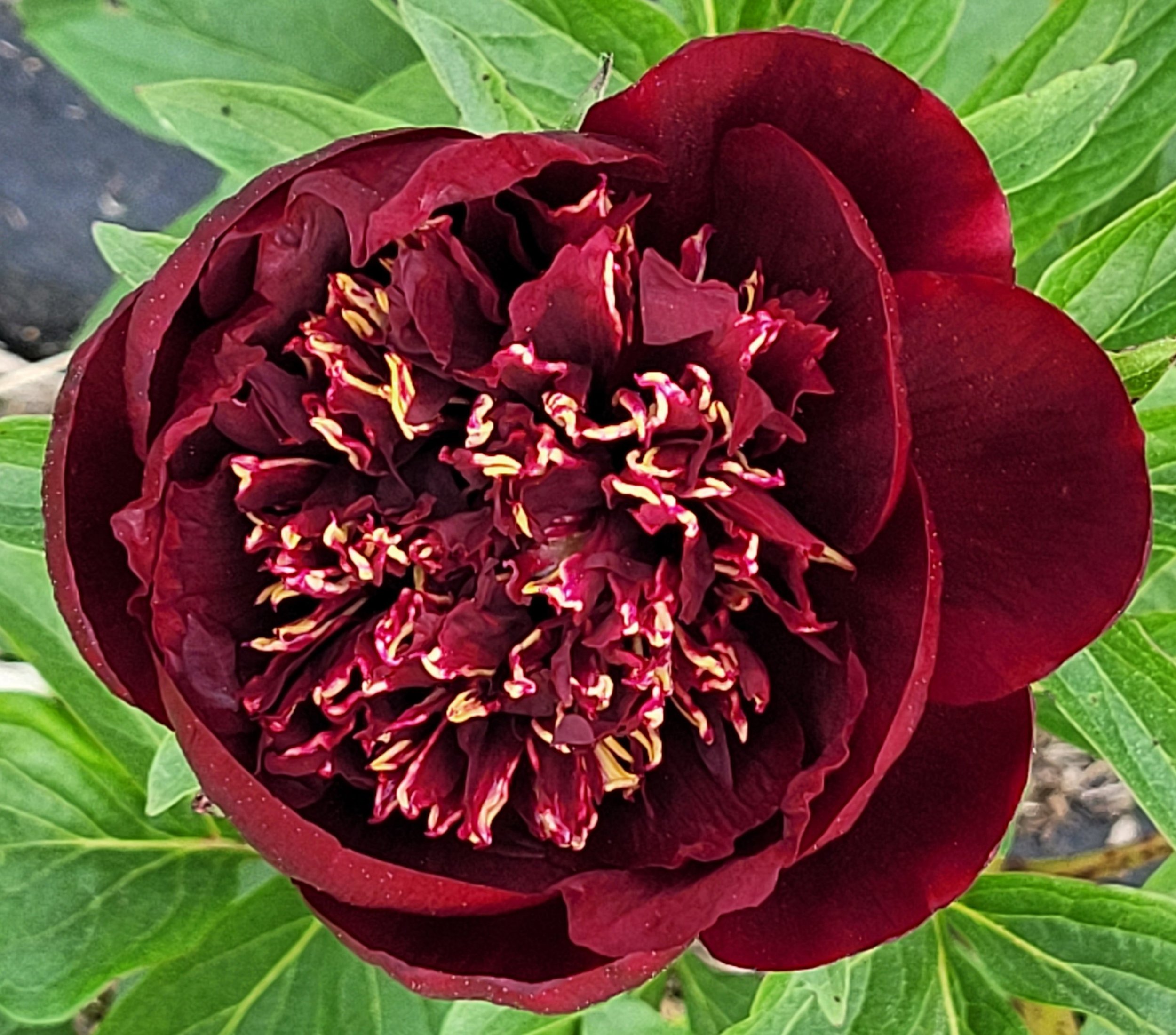 Parker's Peony & Perennial Farm