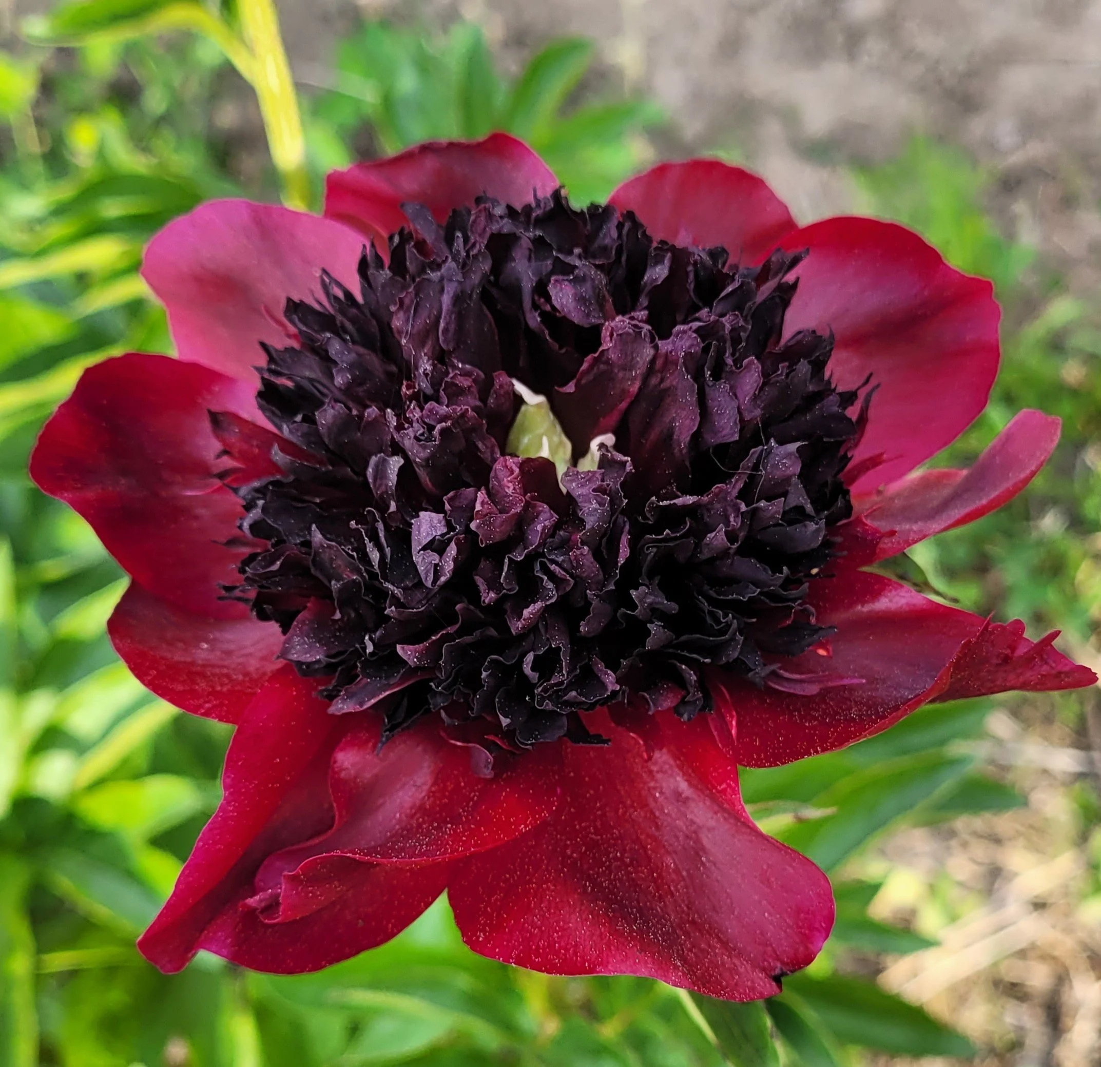 Parker's Peony & Perennial Farm