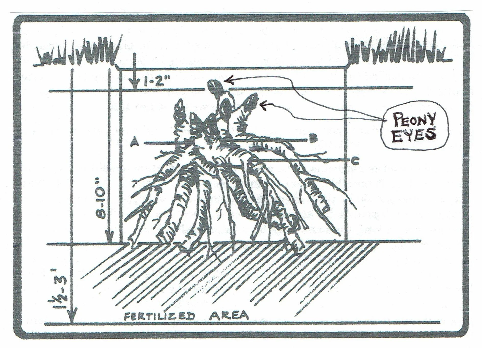 Planting Instructions — Parker's Peony & Perennial Farm