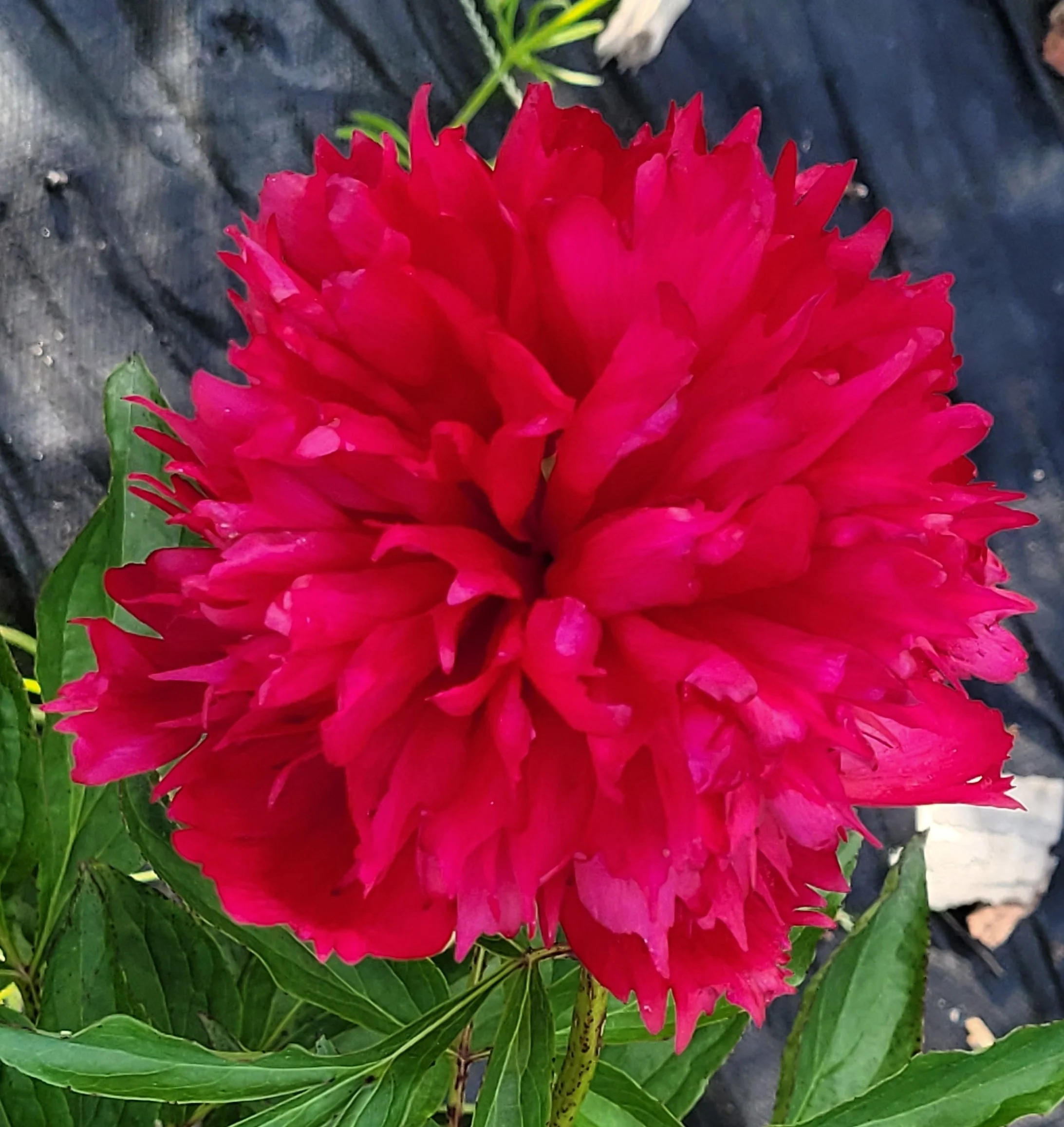 Peonies A-C — Parker's Peony & Perennial Farm