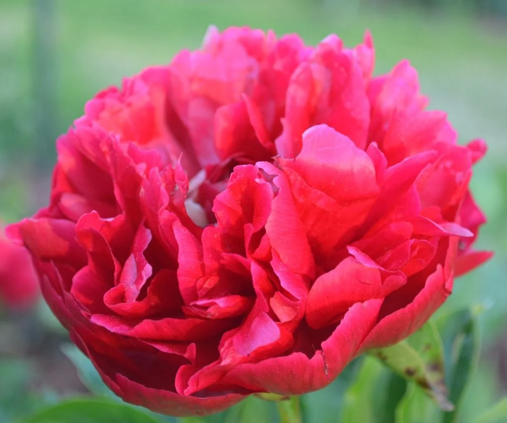 Peonies S-Z — Parker's Peony & Perennial Farm