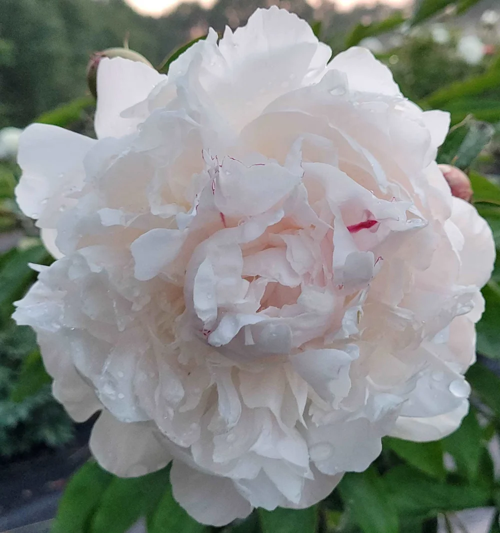 Peonies M-R — Parker's Peony & Perennial Farm