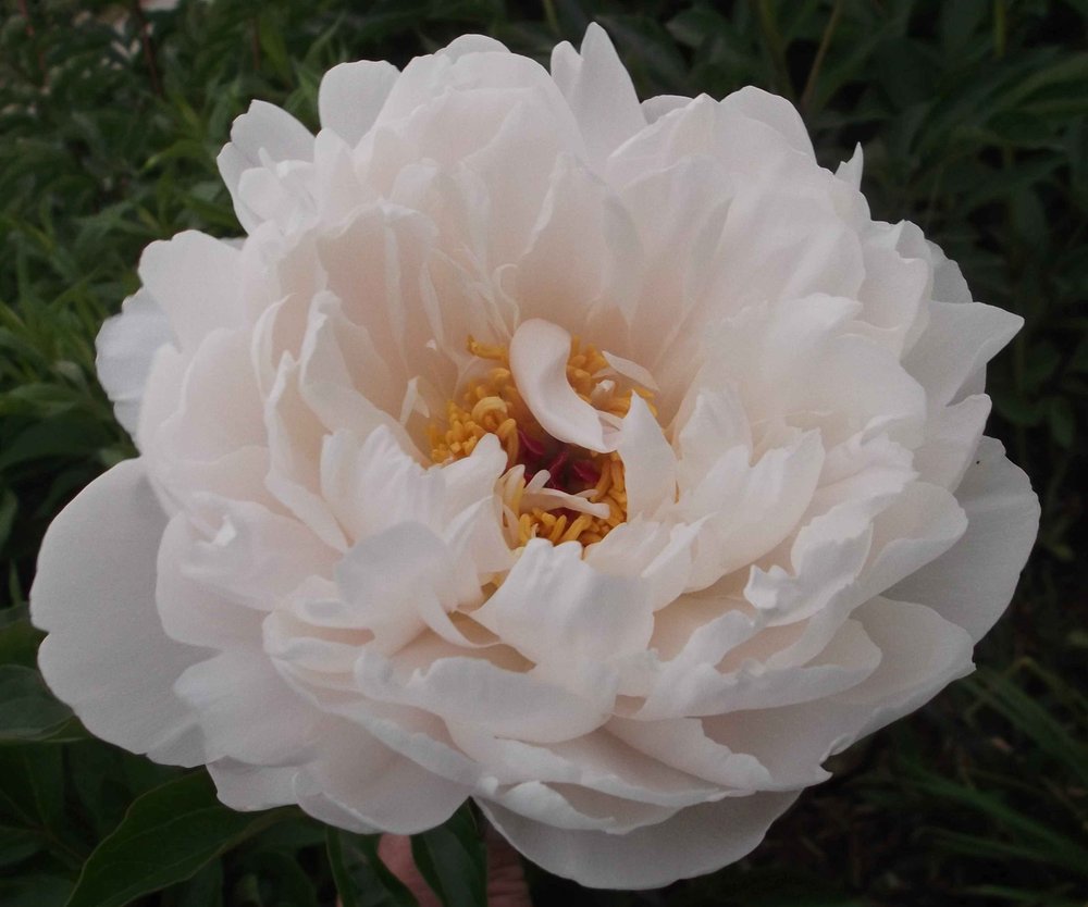 Peonies M-R — Parker's Peony & Perennial Farm