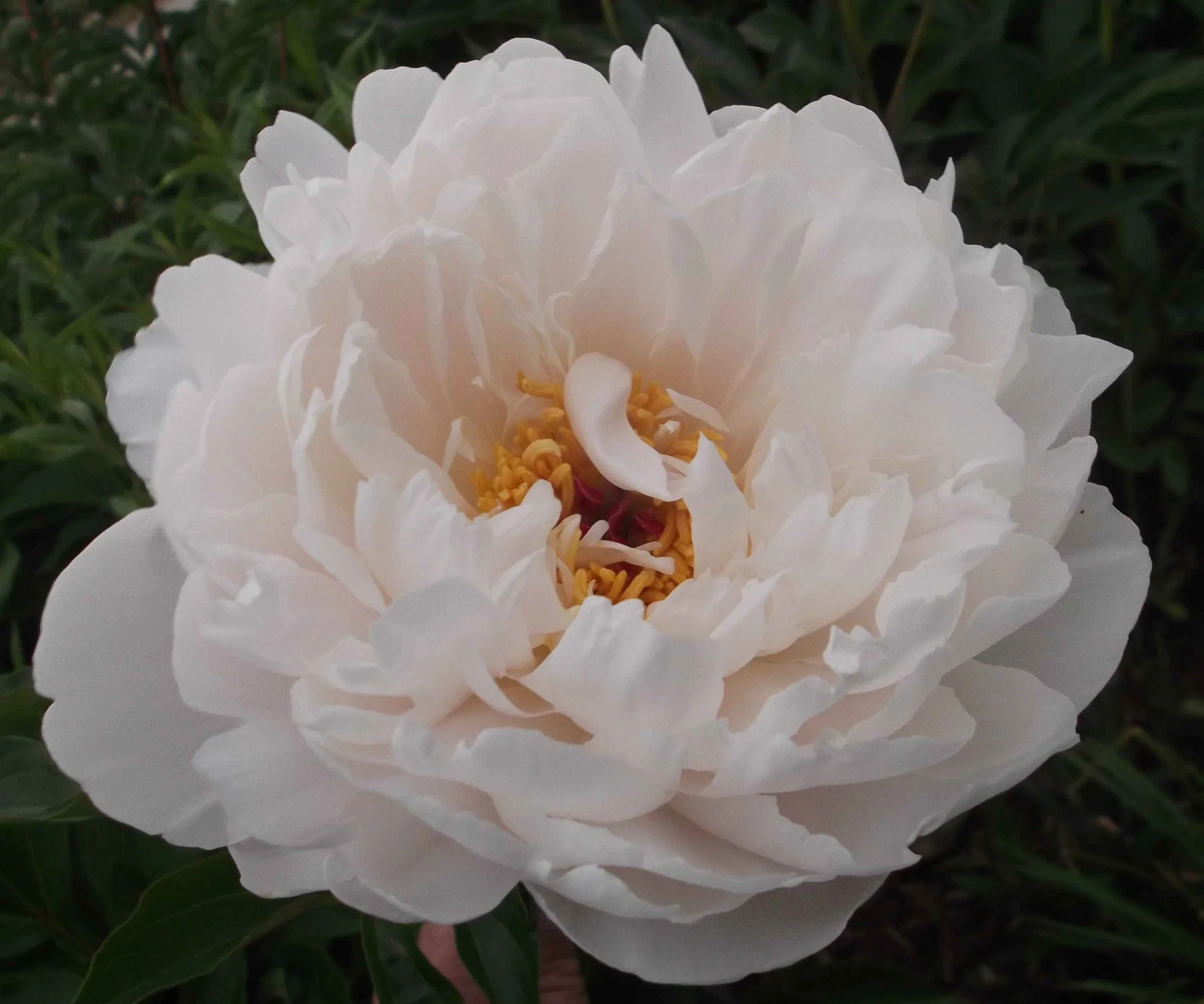 Peonies M-R — Parker's Peony & Perennial Farm
