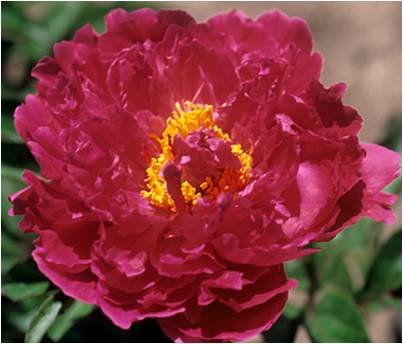 Peonies M-R — Parker's Peony & Perennial Farm