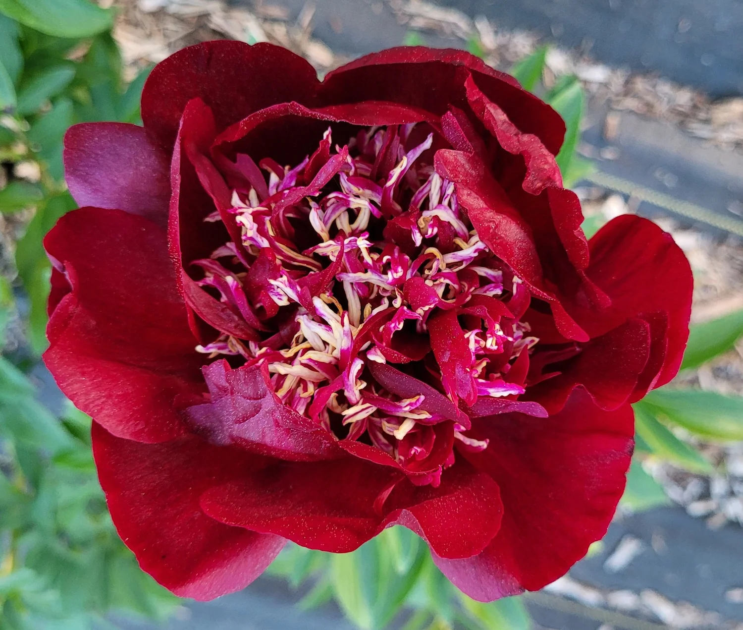 Parker's Peony & Perennial Farm