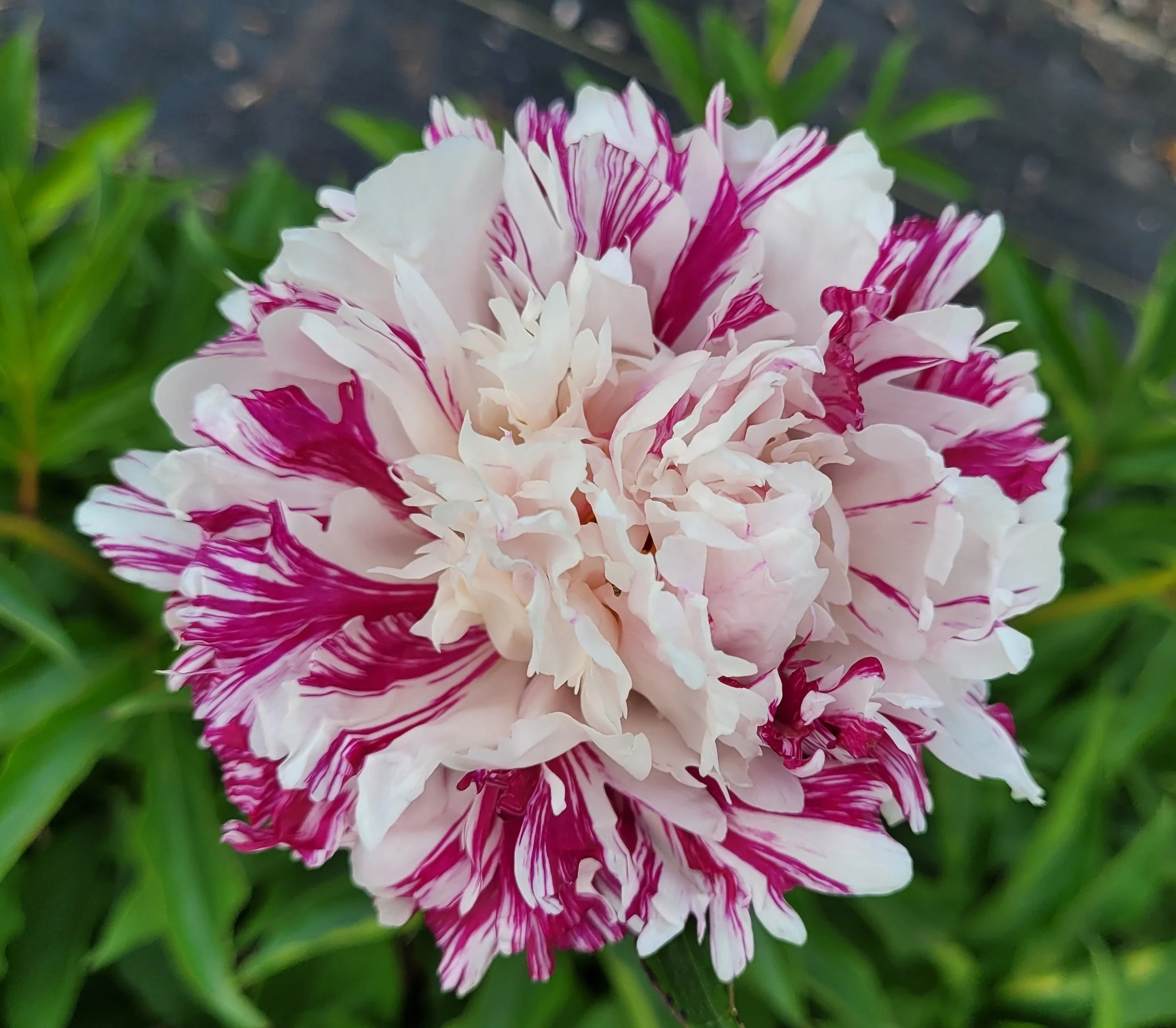Parker's Peony & Perennial Farm
