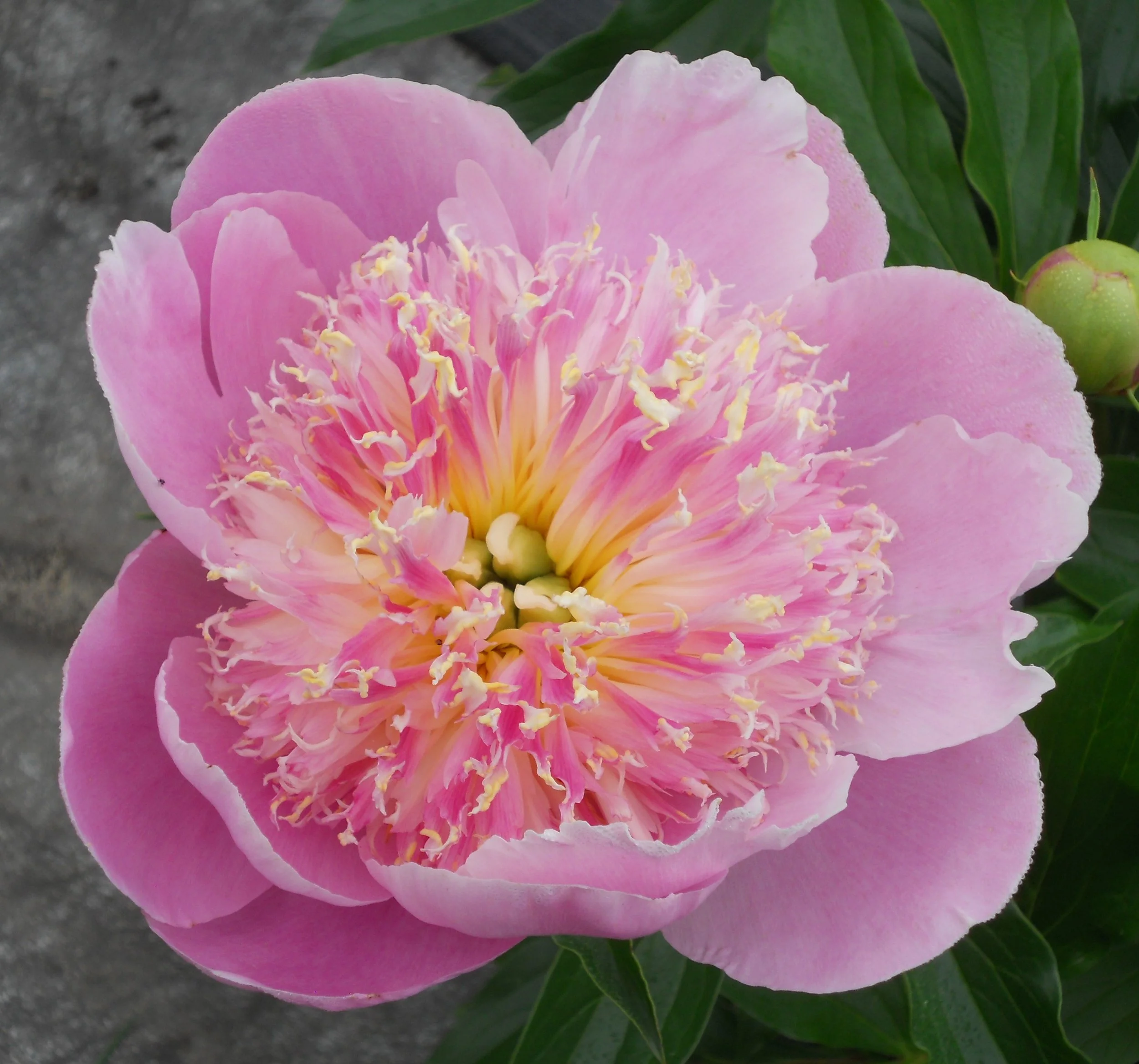 Peonies D-L — Parker's Peony & Perennial Farm