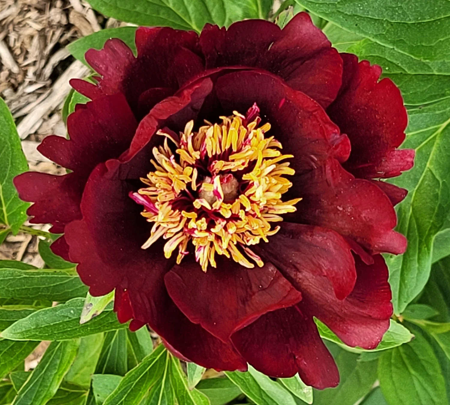 Parker's Peony & Perennial Farm