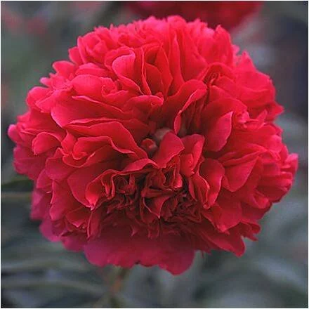 Peonies A-C — Parker's Peony & Perennial Farm