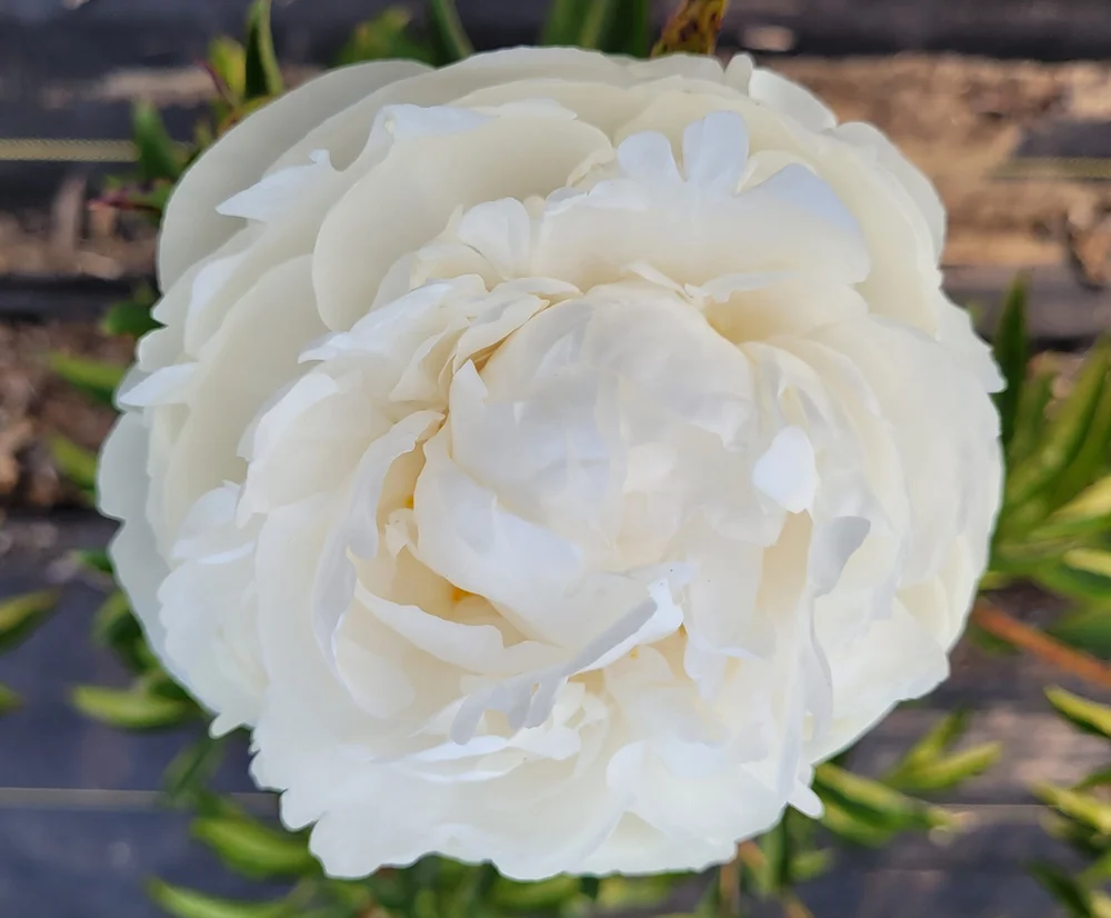 Peonies S-Z — Parker's Peony & Perennial Farm