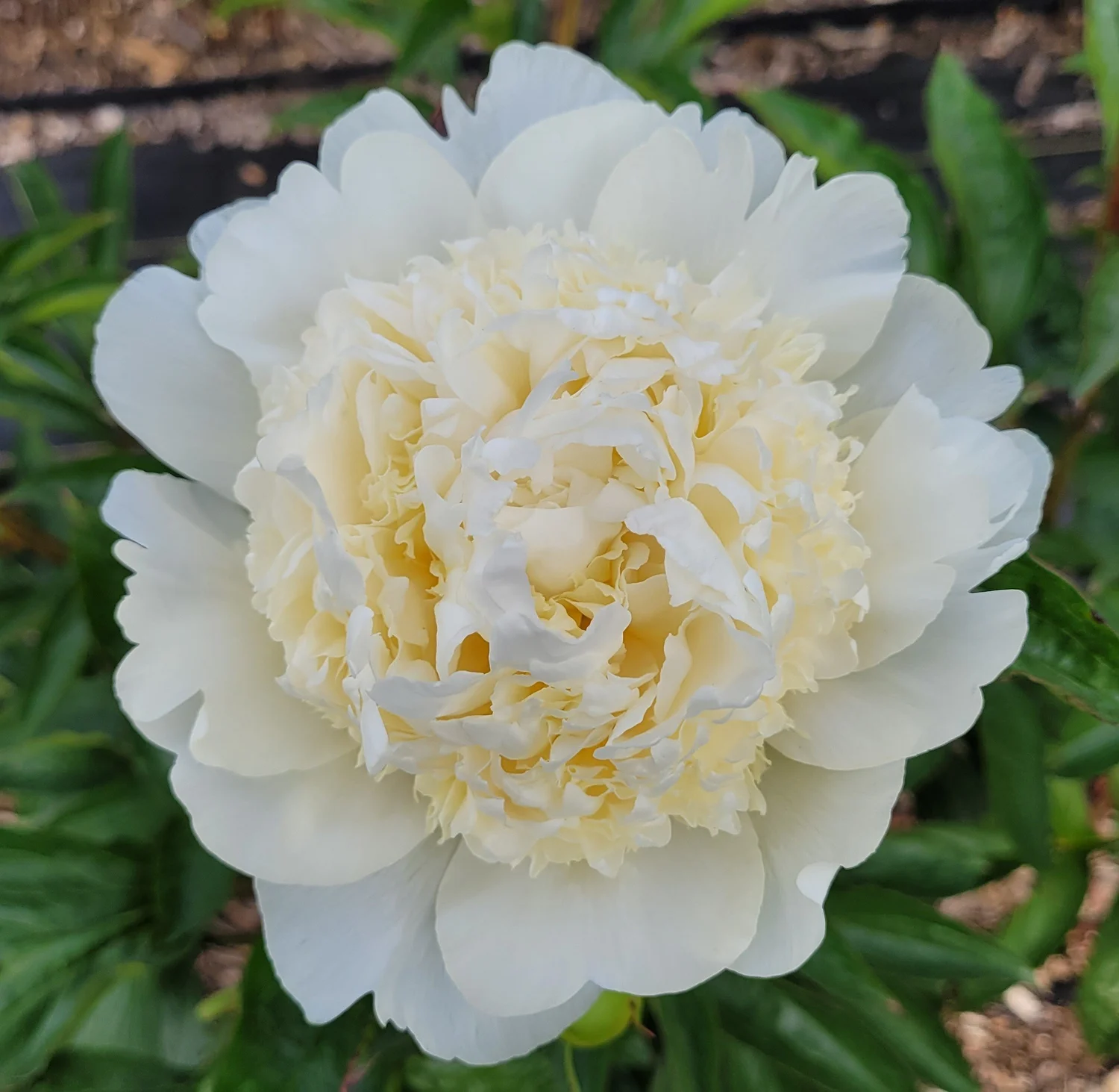 Parker's Peony & Perennial Farm