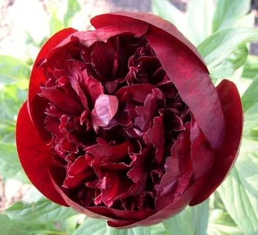Peonies A-C — Parker's Peony & Perennial Farm
