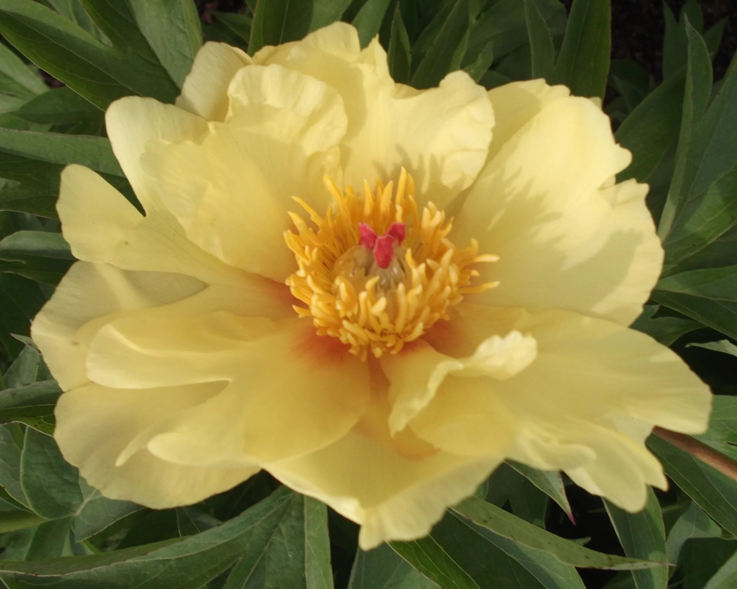 Intersectional Peonies — Parker's Peony & Perennial Farm