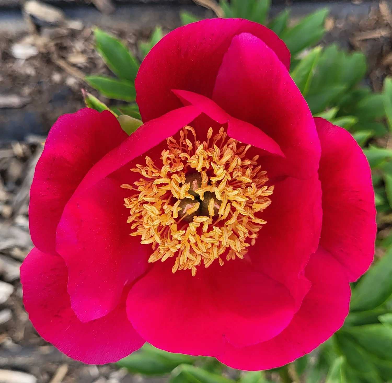 Peonies M-R — Parker's Peony & Perennial Farm