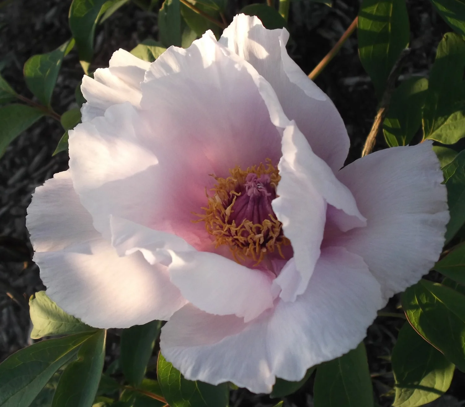 Species Peonies — Parker's Peony & Perennial Farm