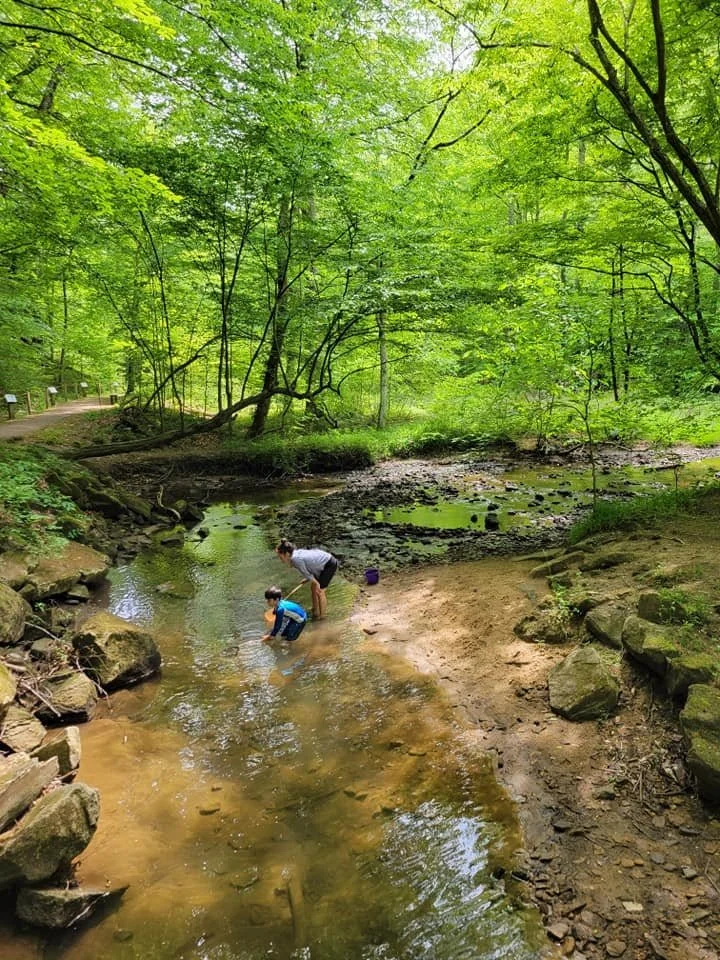 Kanawha State Forest Foundation