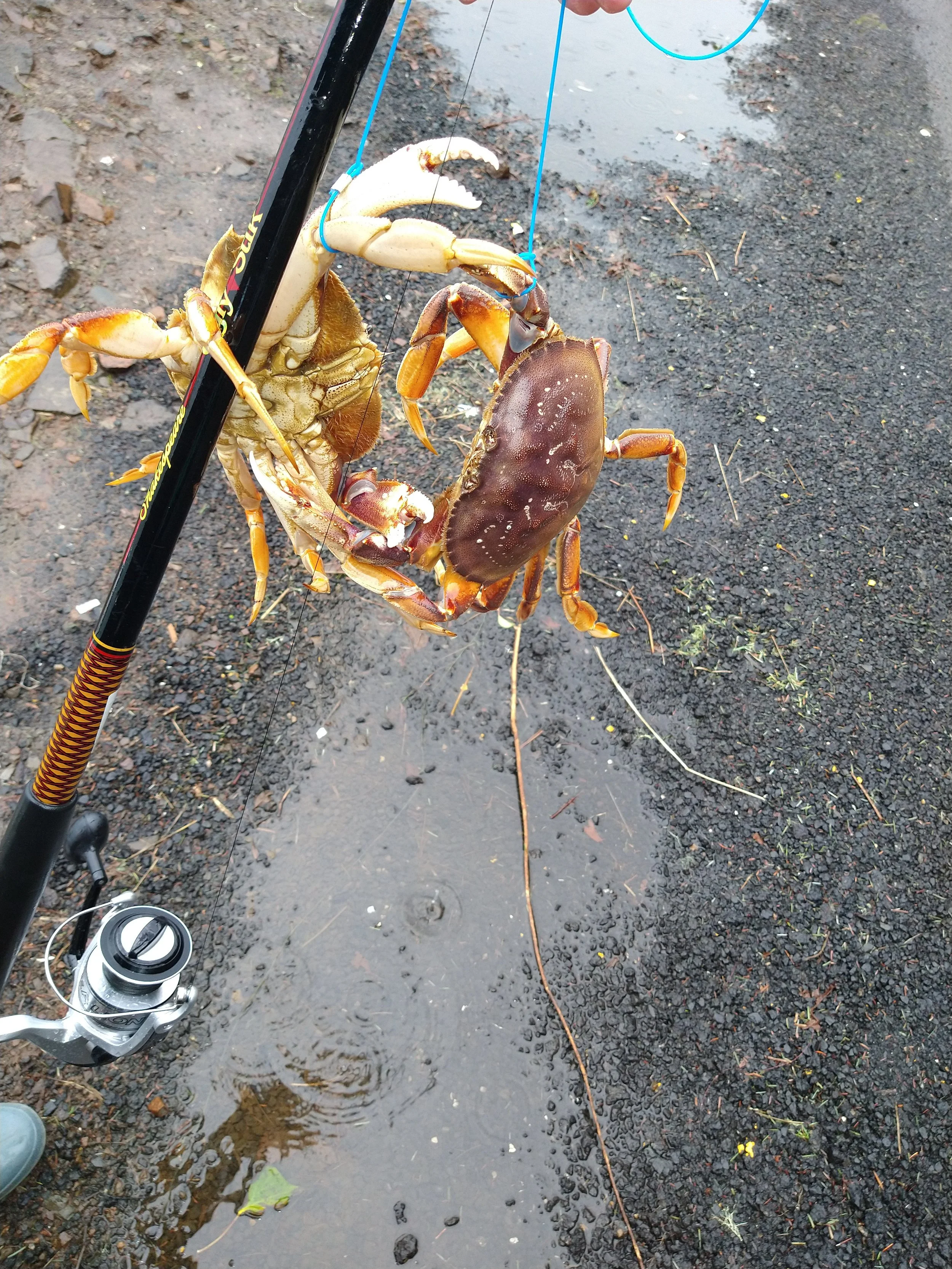 Beach Bandit Crab Snares