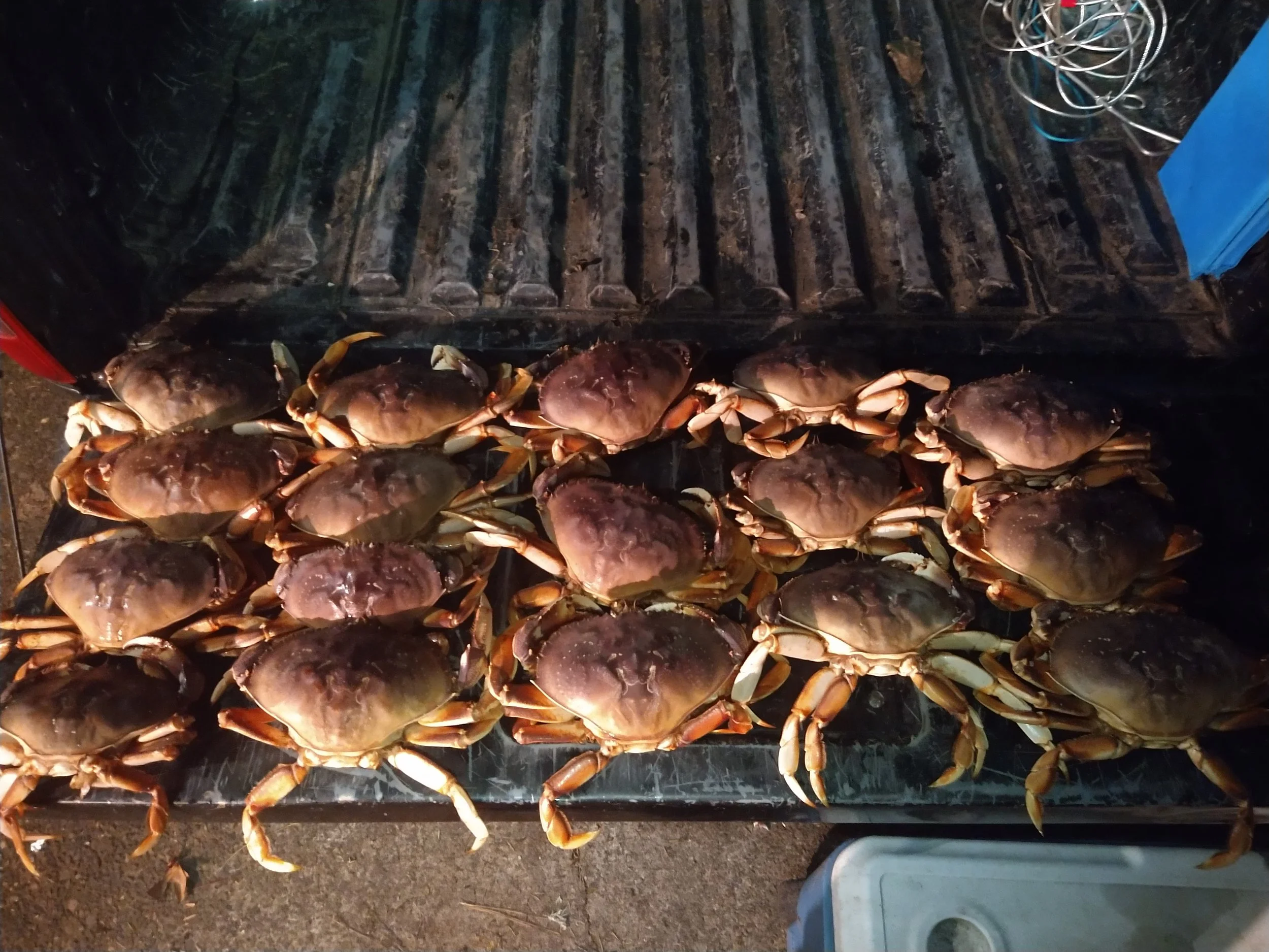 Beach Bandit Crab Snares