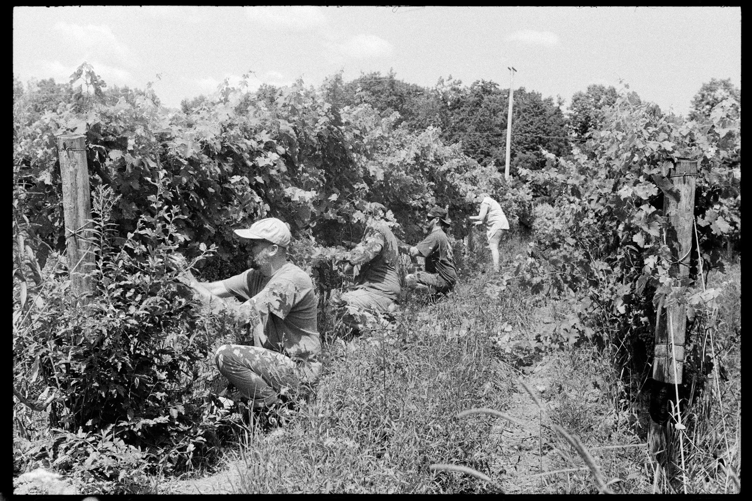 About — Usonia Wine