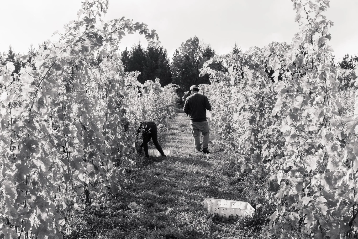 About — Usonia Wine