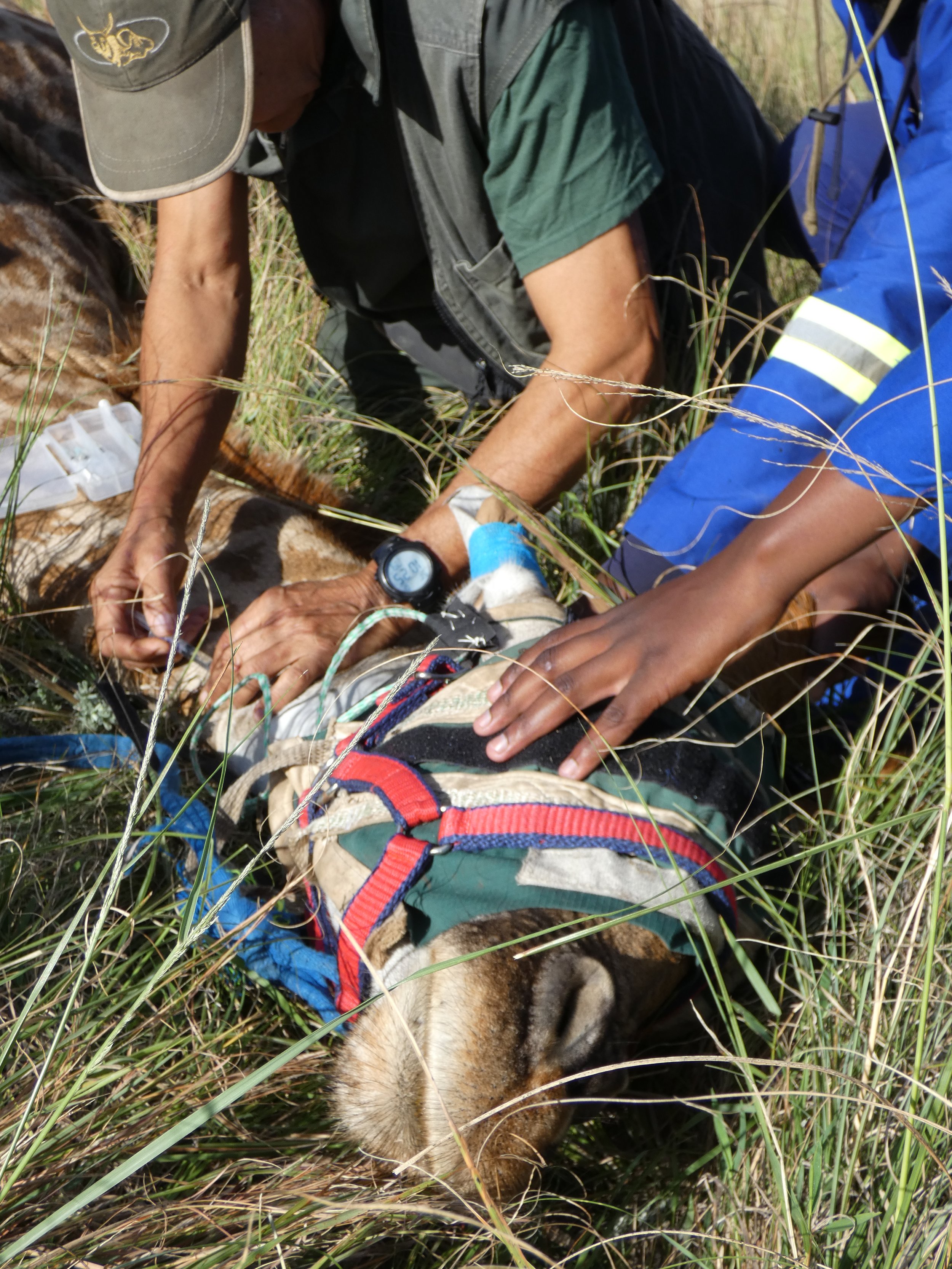 General 4 — GAEA CONSERVATION STUDIO