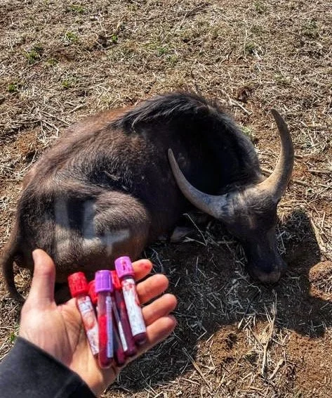 GAEA CONSERVATION STUDIO