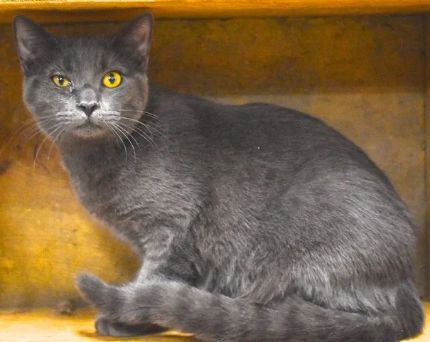 Fuzzy Wuzzy — Magicats | Cat Rescue