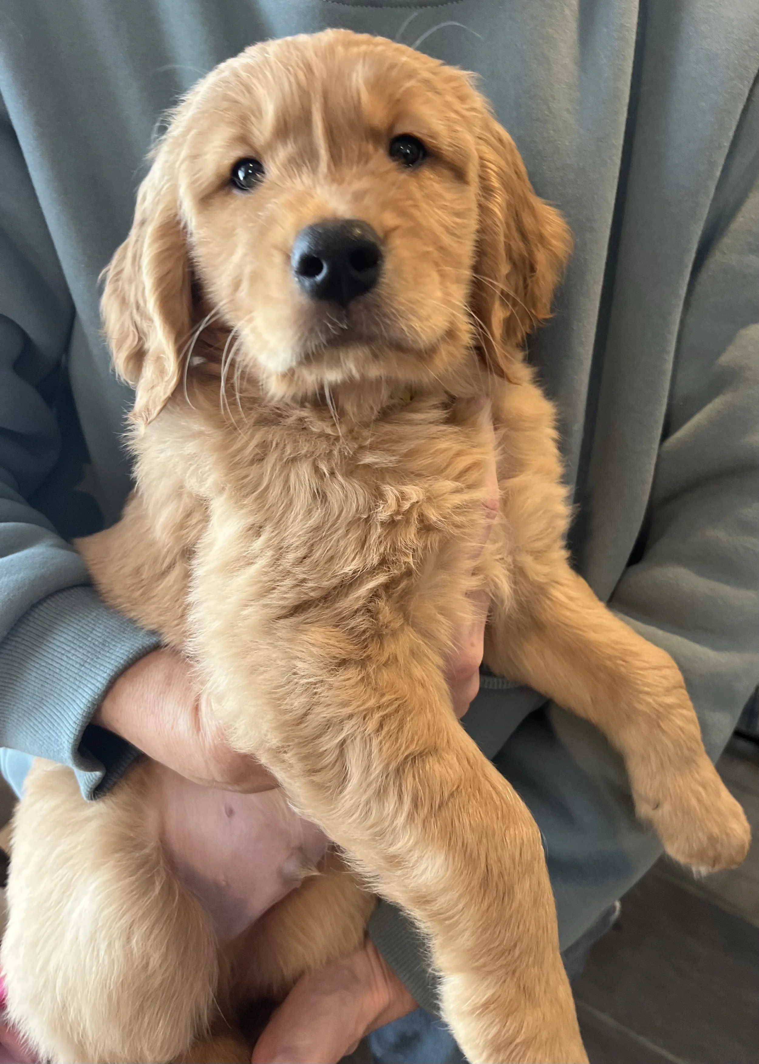 Yellow male — Front Porch Farm