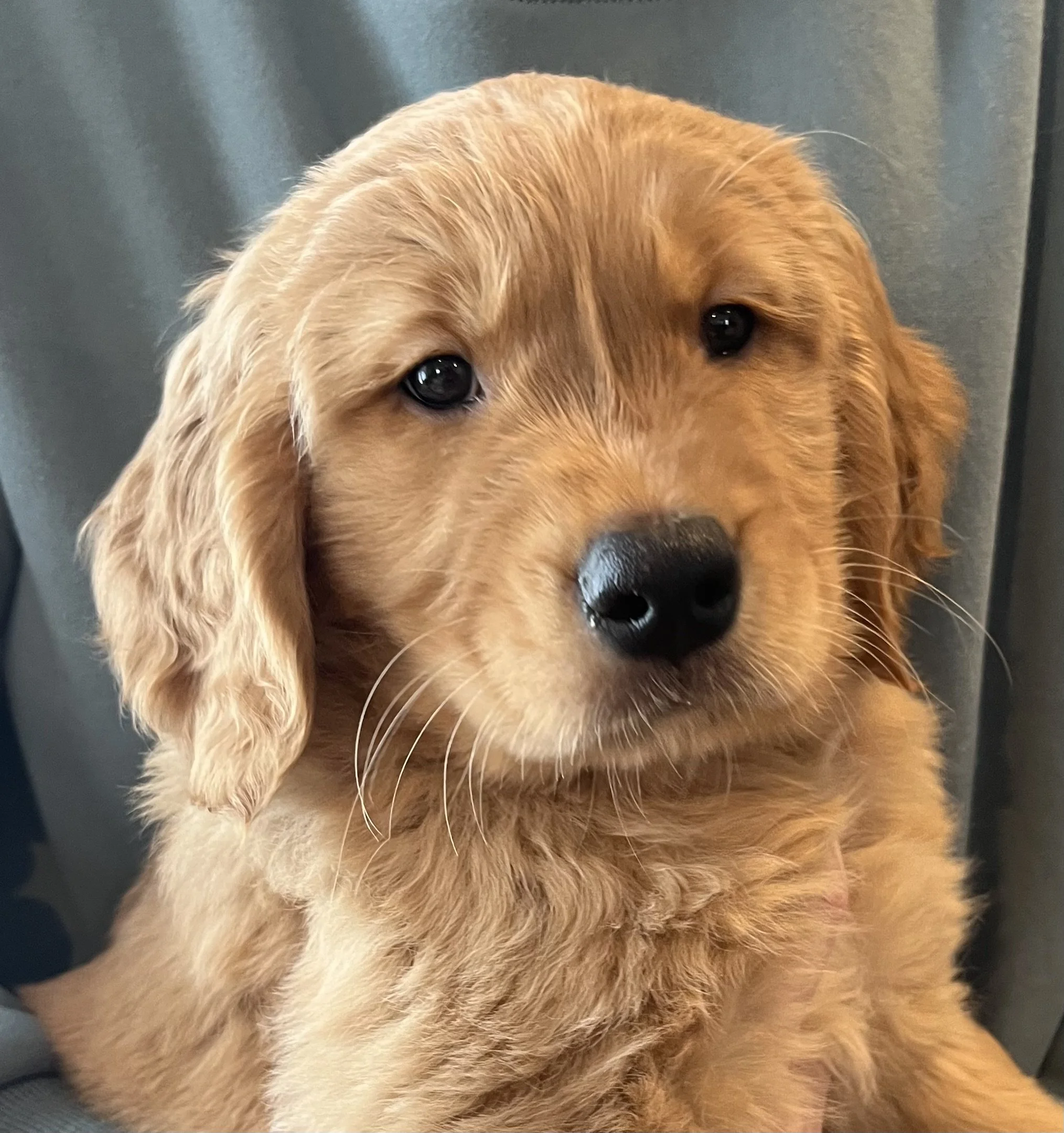 Yellow male — Front Porch Farm