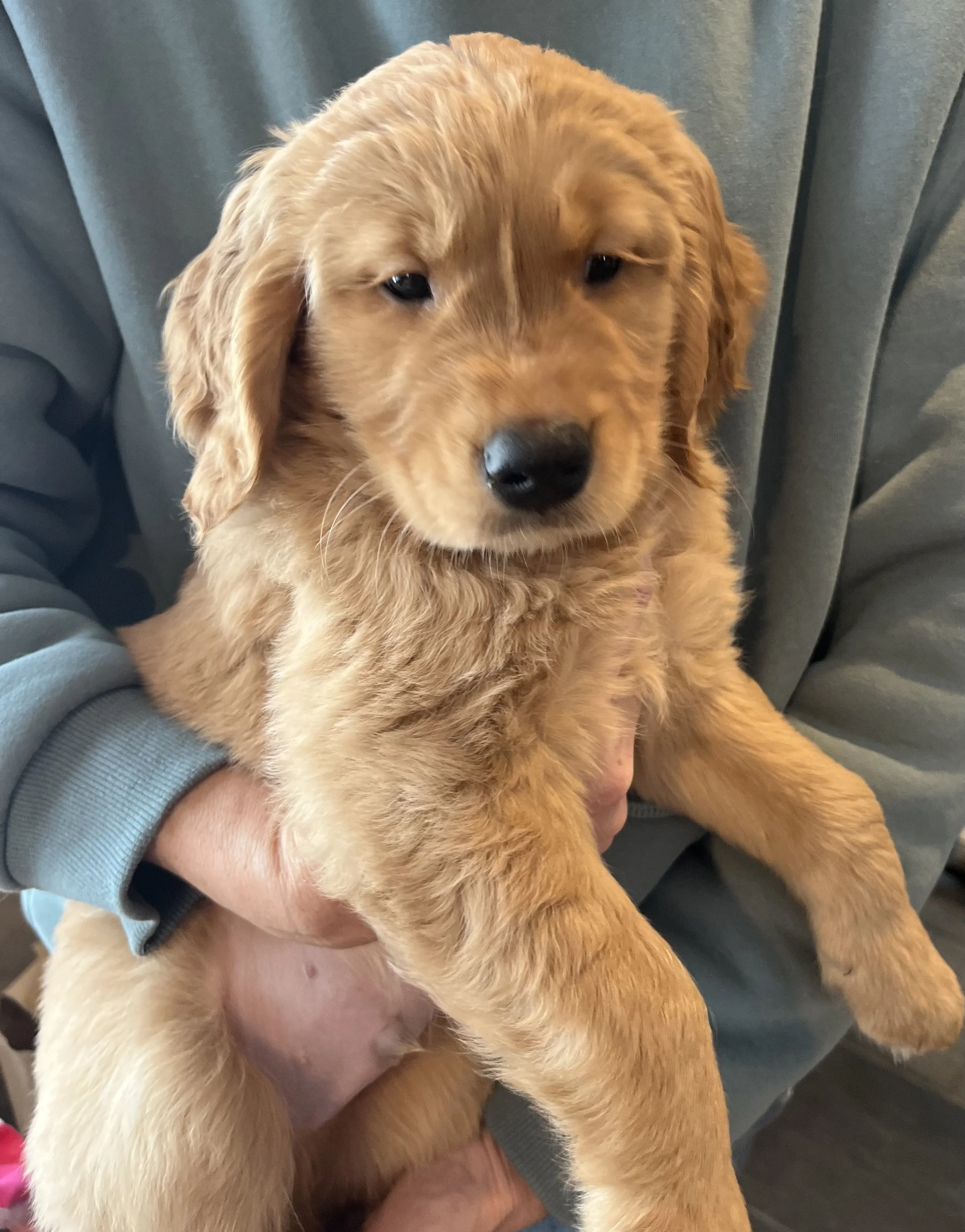 Yellow male — Front Porch Farm