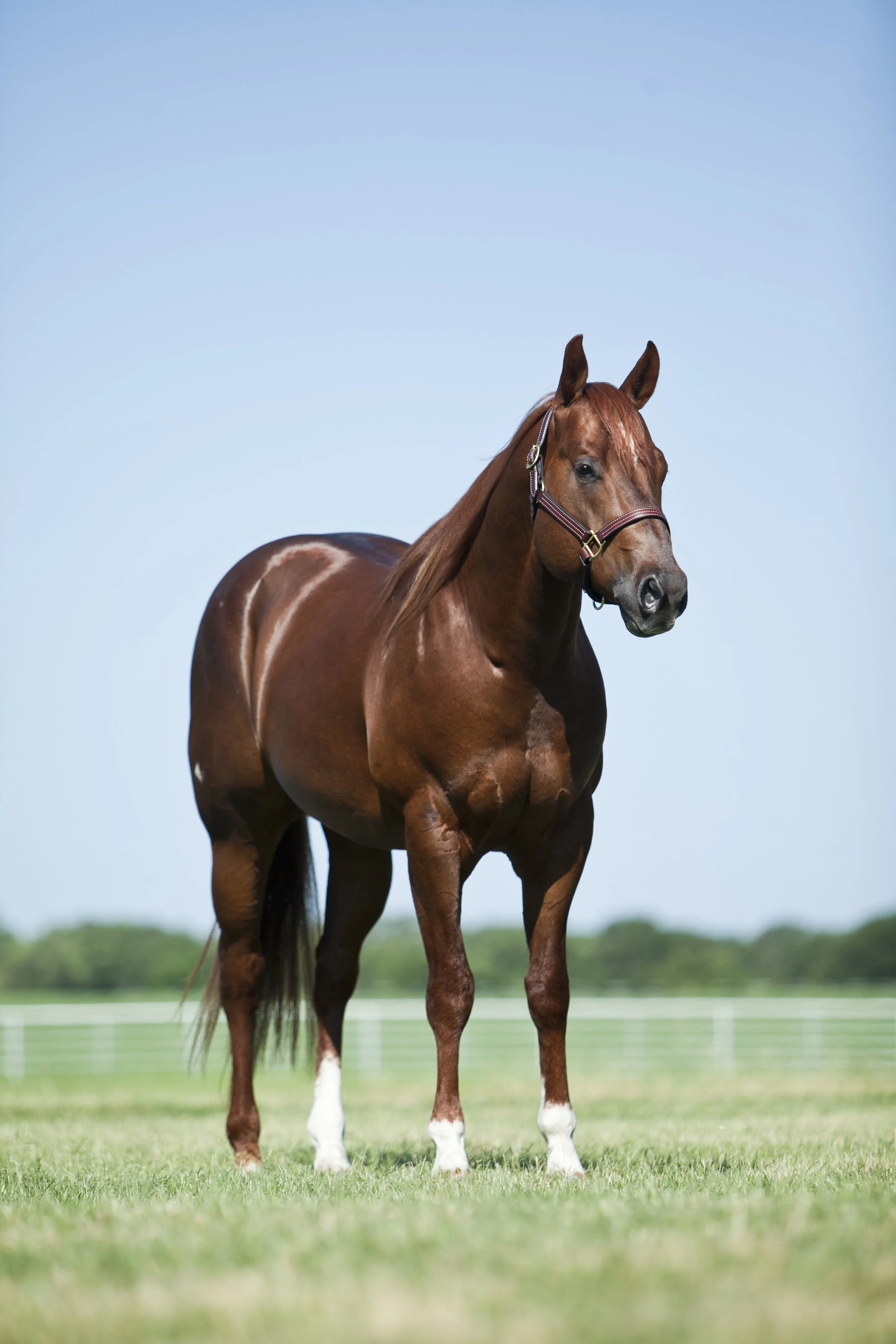 Blazin Honor — Busby Quarter Horses