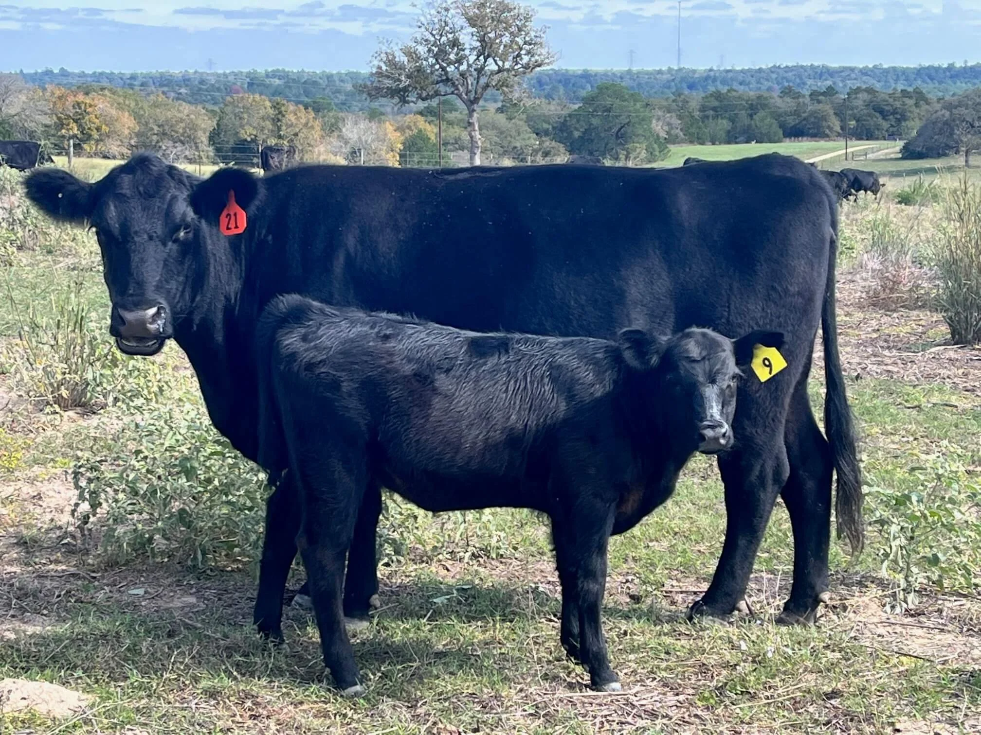 GALLERY | Red Rock Land & Cattle Co. LLC