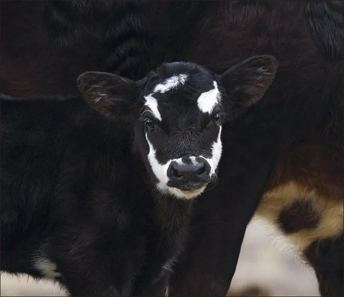 The Power of the Black Baldy Calf — Madison County CattleWomen