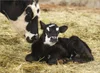The Power of the Black Baldy Calf — Madison County CattleWomen