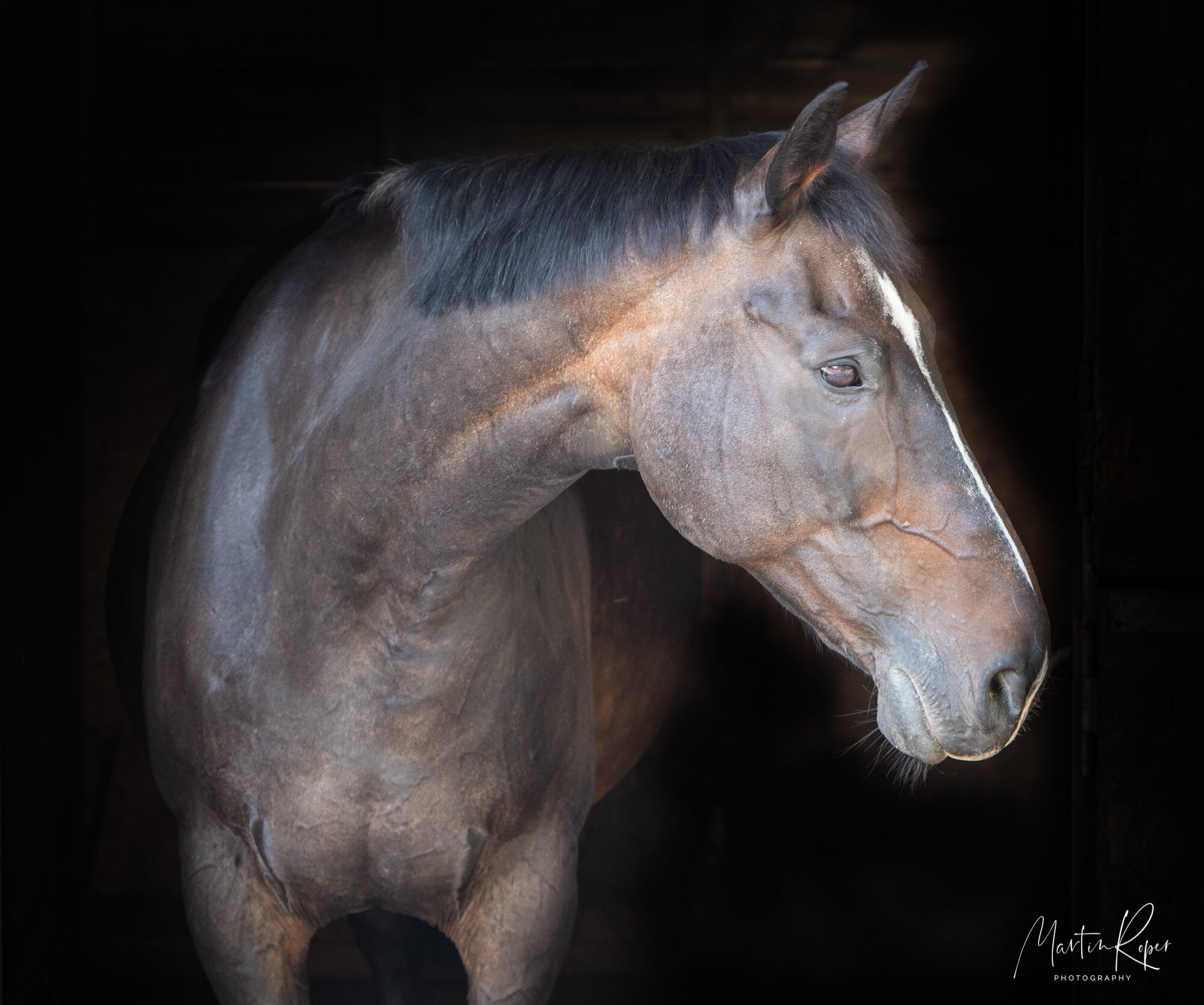 Suffolk Equine Photographer — Martin Roper